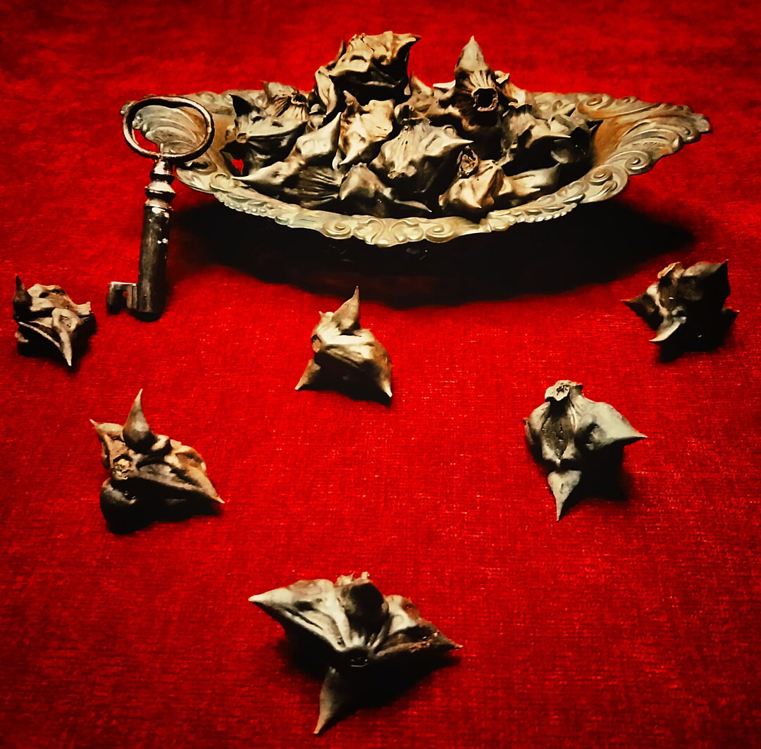 Devil Pods, Get Rid of Evil, Enemies, Uncrossing Botanical, Protection ...