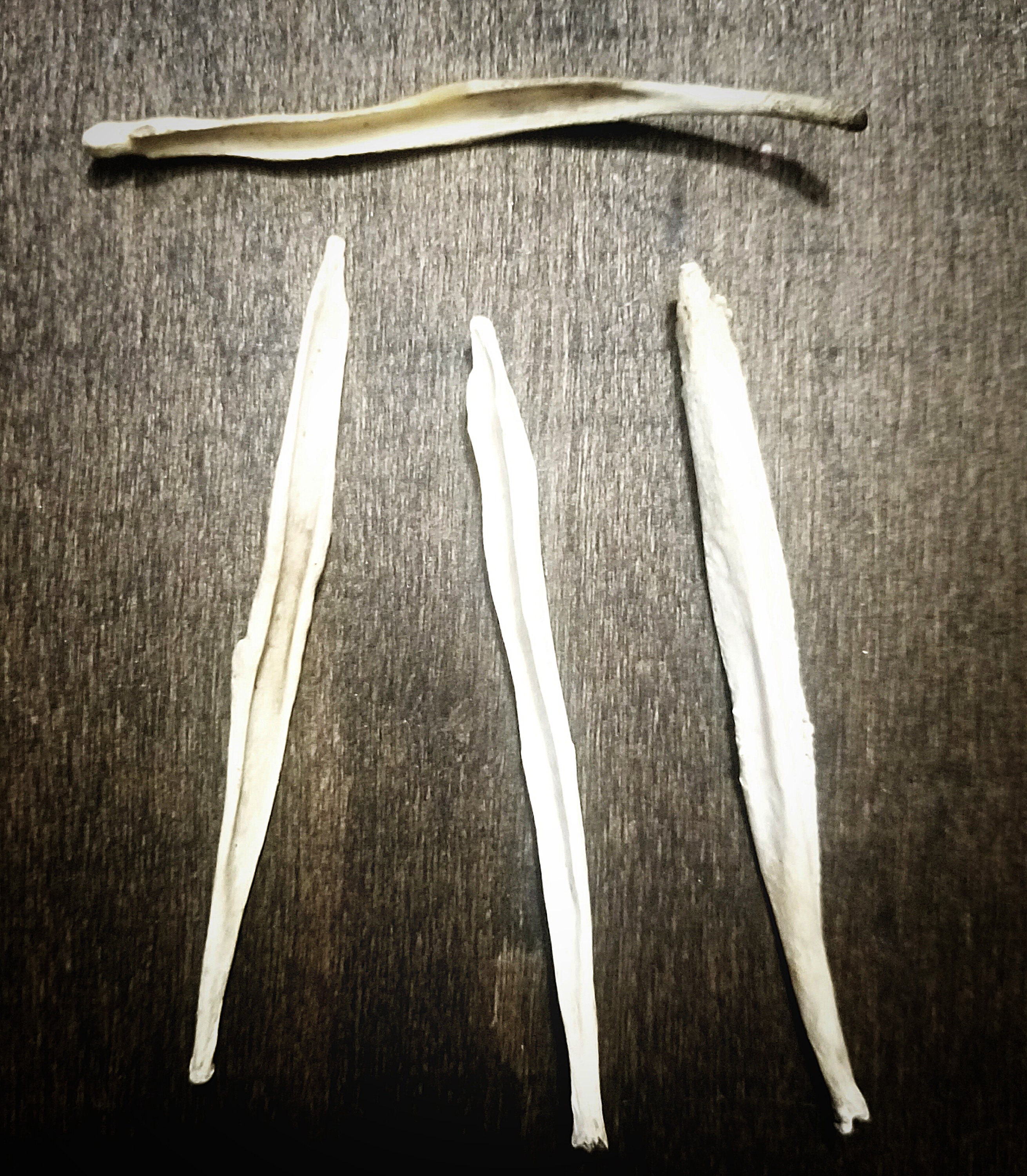 Home Décor Taxidermy \u2022 #C220 Real Coyote Canine Bacculum Bacculus ...