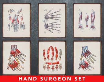 HAND TENDON LIGAMENT Anatomy Art Print for Medical Student - Etsy