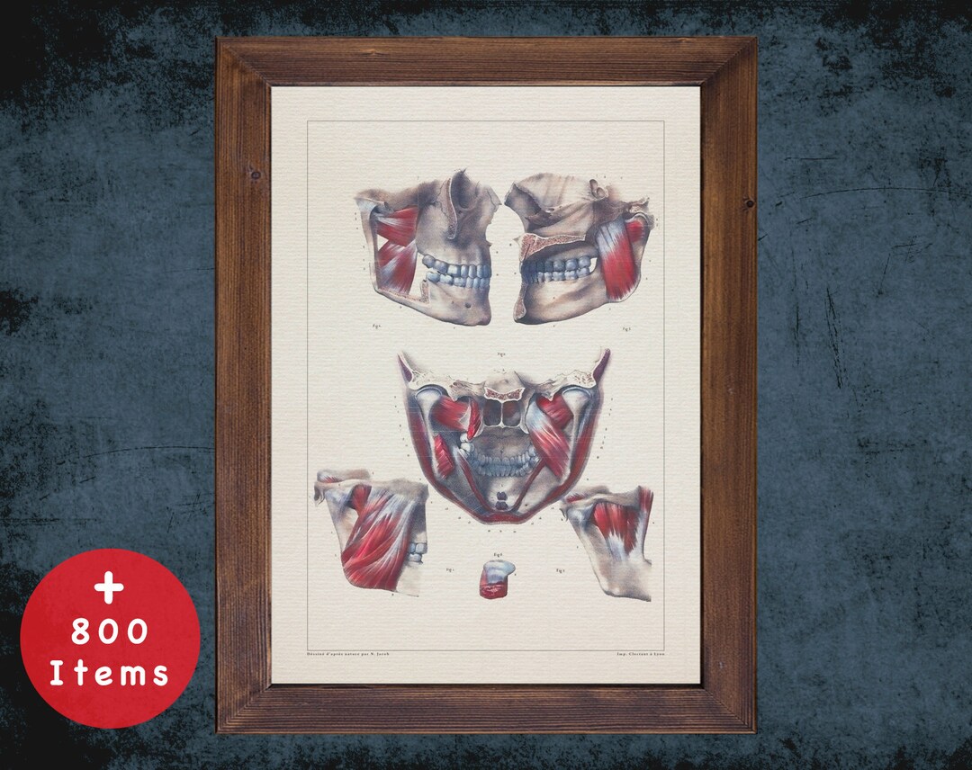 TEETH MOUTH MUSCLE Anatomy Art Print for Medical Student Graduate ...