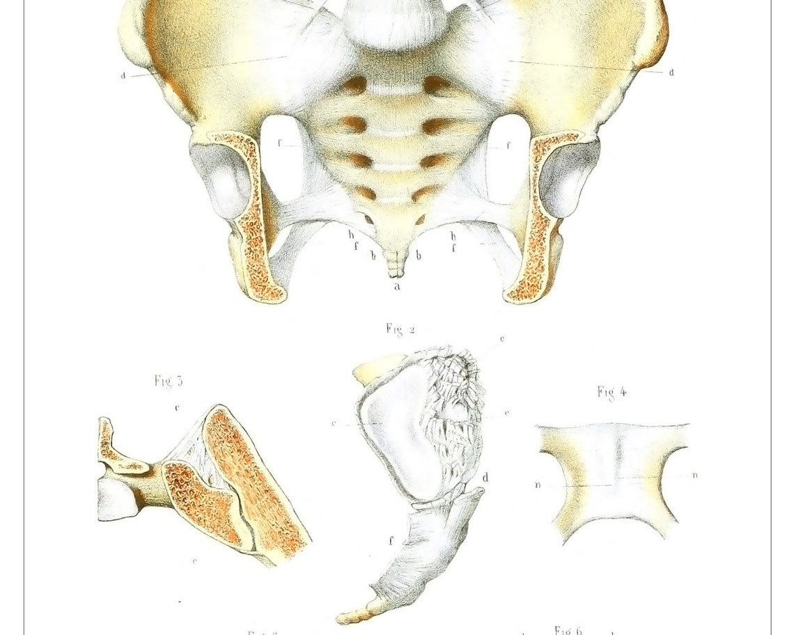 Vintage bekkenbotten anatomie kunstafdruk: medisch decor - Etsy Nederland