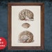 ELEPHANT BRAIN CORTEX Anatomy Art Print for Medical Student Graduate ...