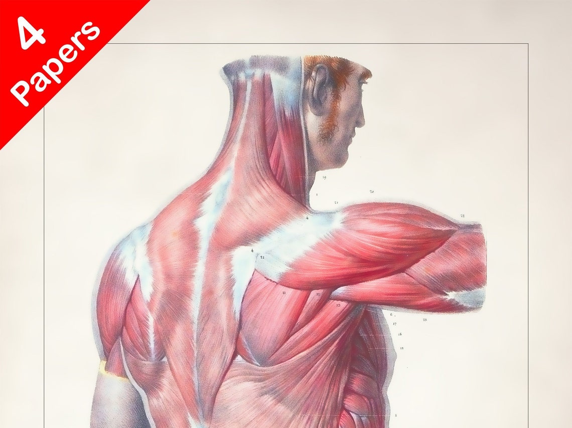 DOS MUSCLE épaule anatomie Art Print pour diplômé d’étudiant en ...