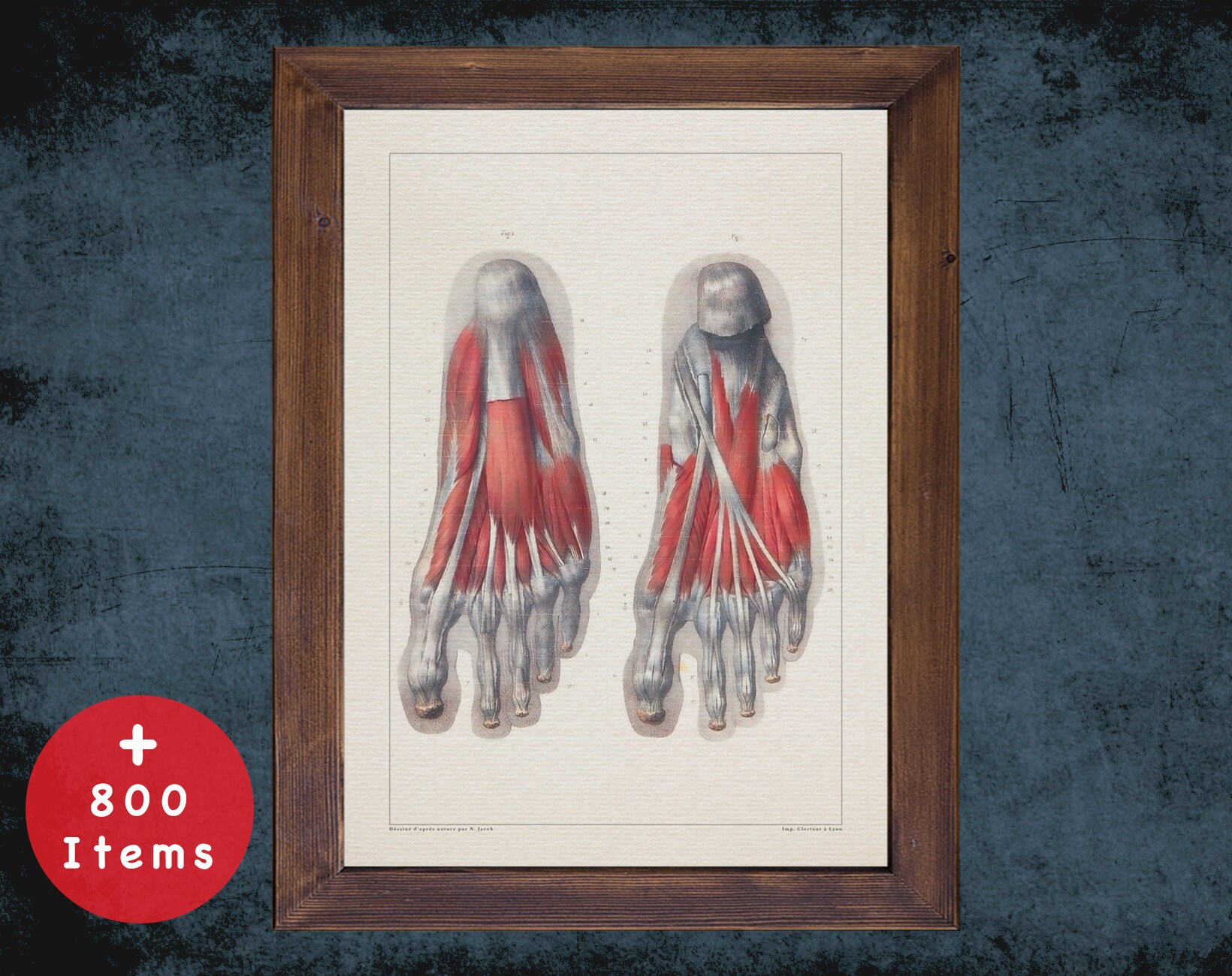 Anatomy Print, Set of 9 Posters, Gift for Podiatrist Doctor, Podiatry ...