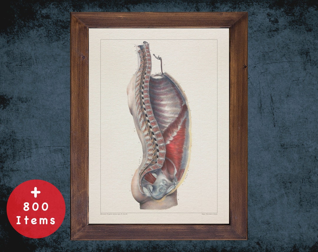 SPINE SPINAL CORD Anatomy Art Print for Medical Student Graduate ...