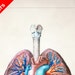 TRACHEA LUNG HEART Anatomy Art Print for Medical Student - Etsy