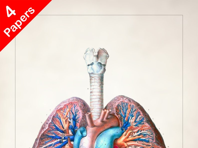 TRACHEA LUNG HEART Anatomy Art Print for Medical Student Graduate ...