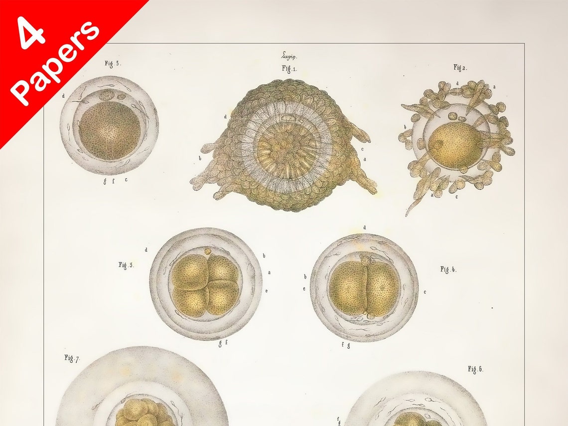 EMBRYO FETUS MITOSIS Anatomy Art Print for Medical Student Graduate ...