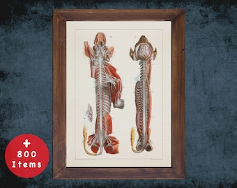 ELEPHANT BRAIN CORTEX Anatomy Art Print for Medical Student Graduate ...