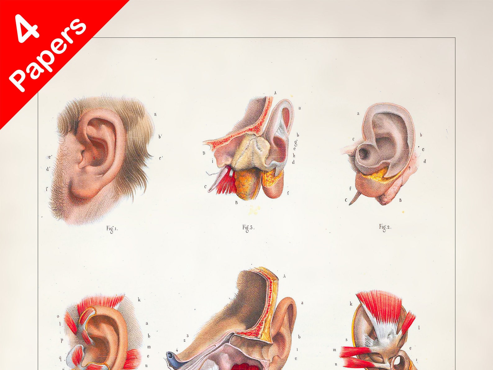 EAR MUSCLE VEIN Anatomy Art Print for Medical Student | Etsy