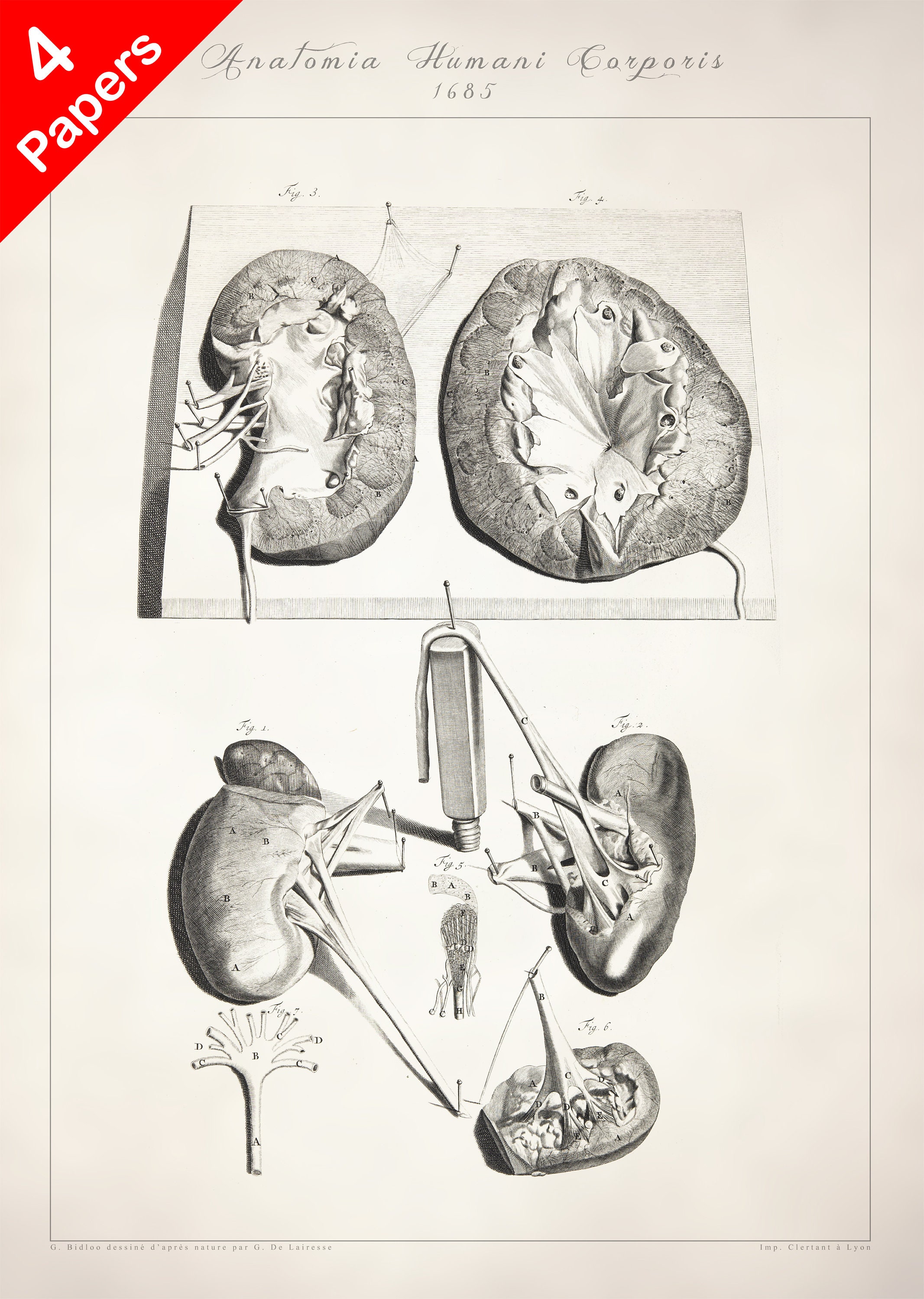Human Anatomy Art Print KIDNEY RENAL ARTERY Anatomical Antique Sketch ...