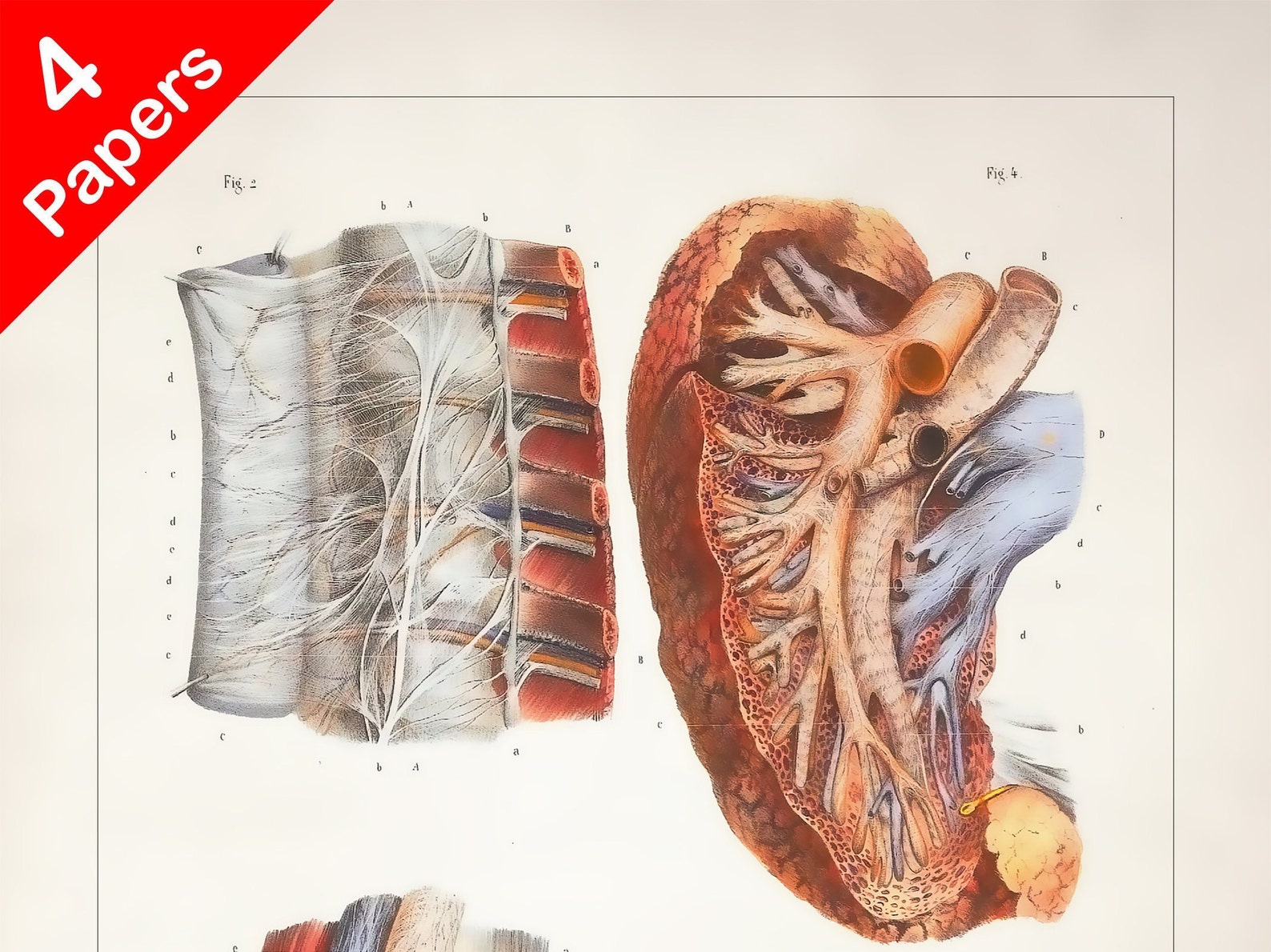 KIDNEY NERVES ARTERY Anatomy Art Print for Medical Student Graduate ...