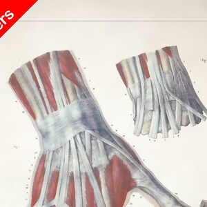 HAND TENDON LIGAMENT Anatomy Art Print for Medical Student Graduate ...