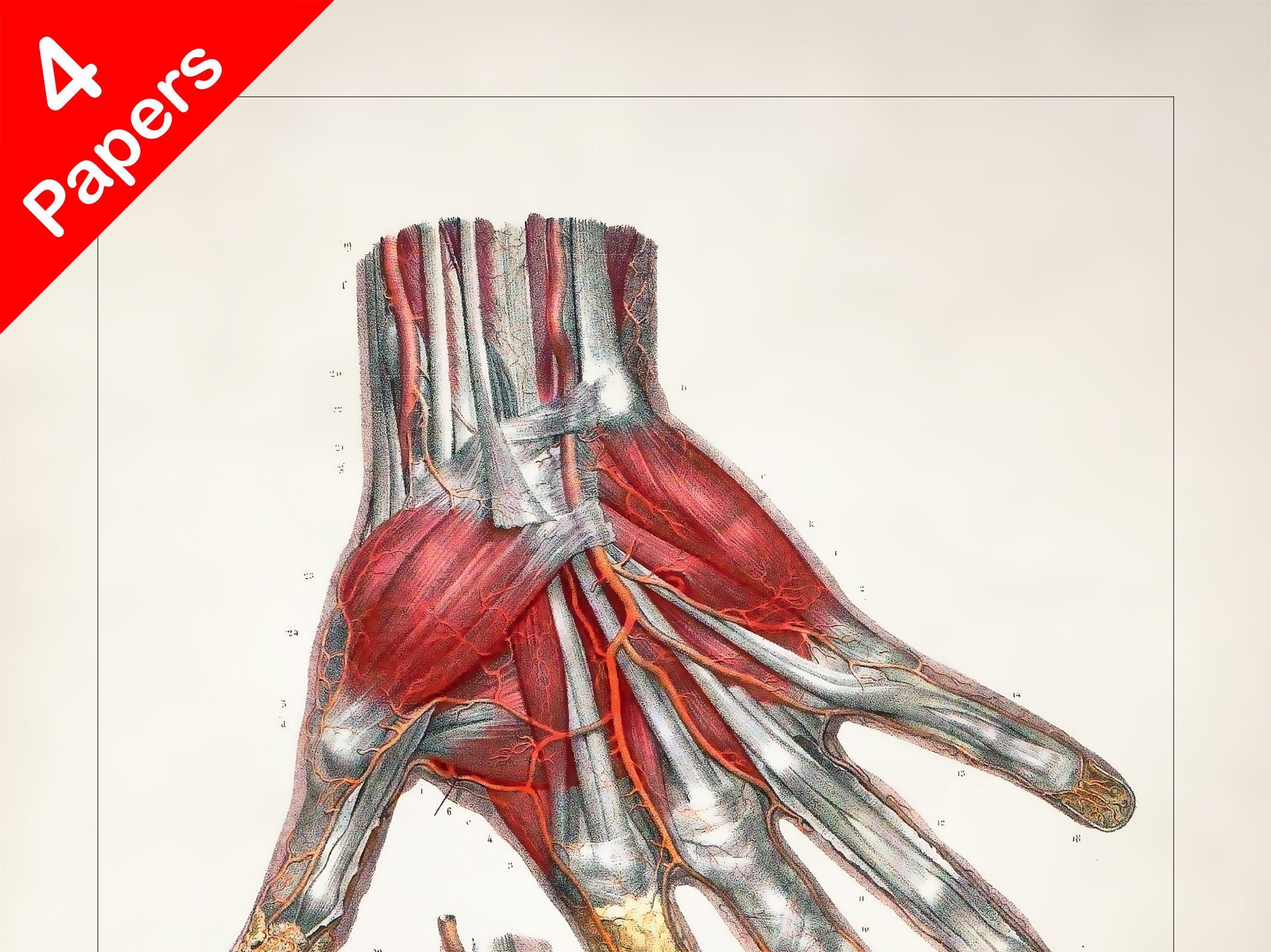 HANDS FINGERS TENDON Anatomy Art Print for Medical Student - Etsy
