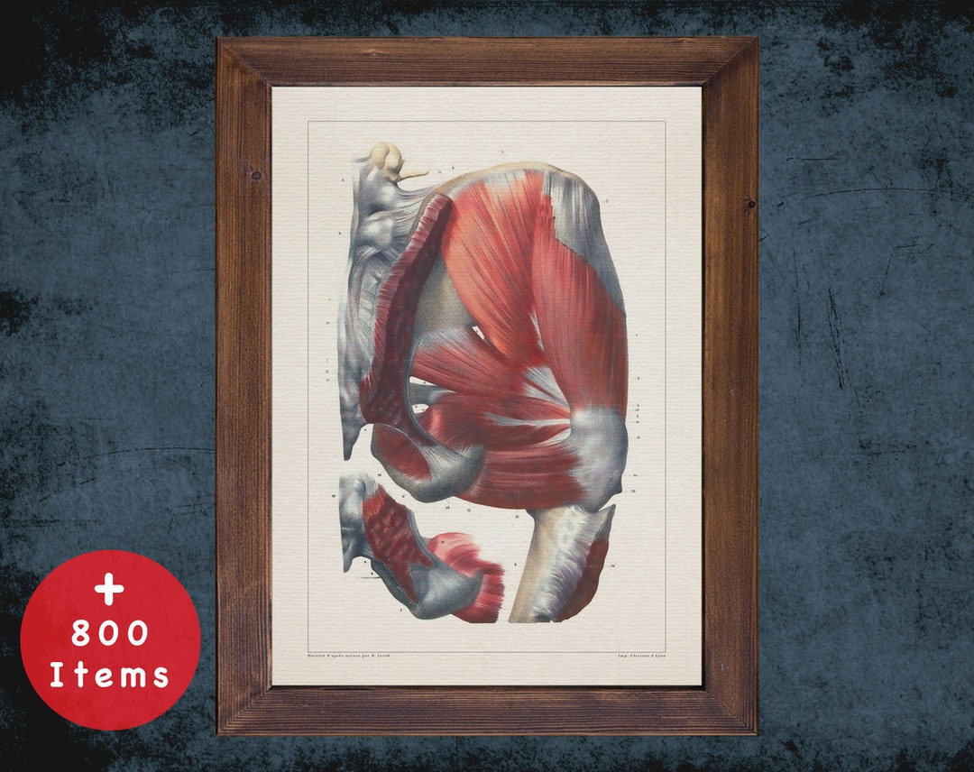 BUTTOCK MUSCLE BONES Anatomy Art Print for Medical Student Graduate ...