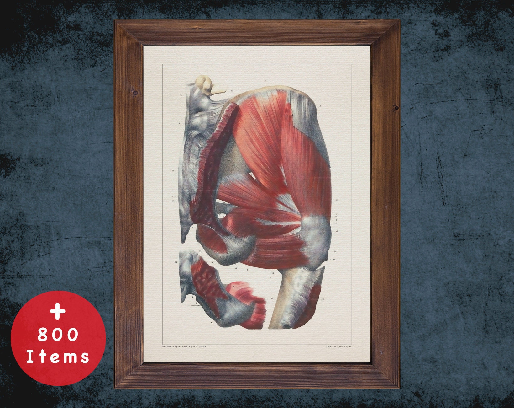 BUTTOCK MUSCLE BONES Anatomy Art Print for Medical Student - Etsy