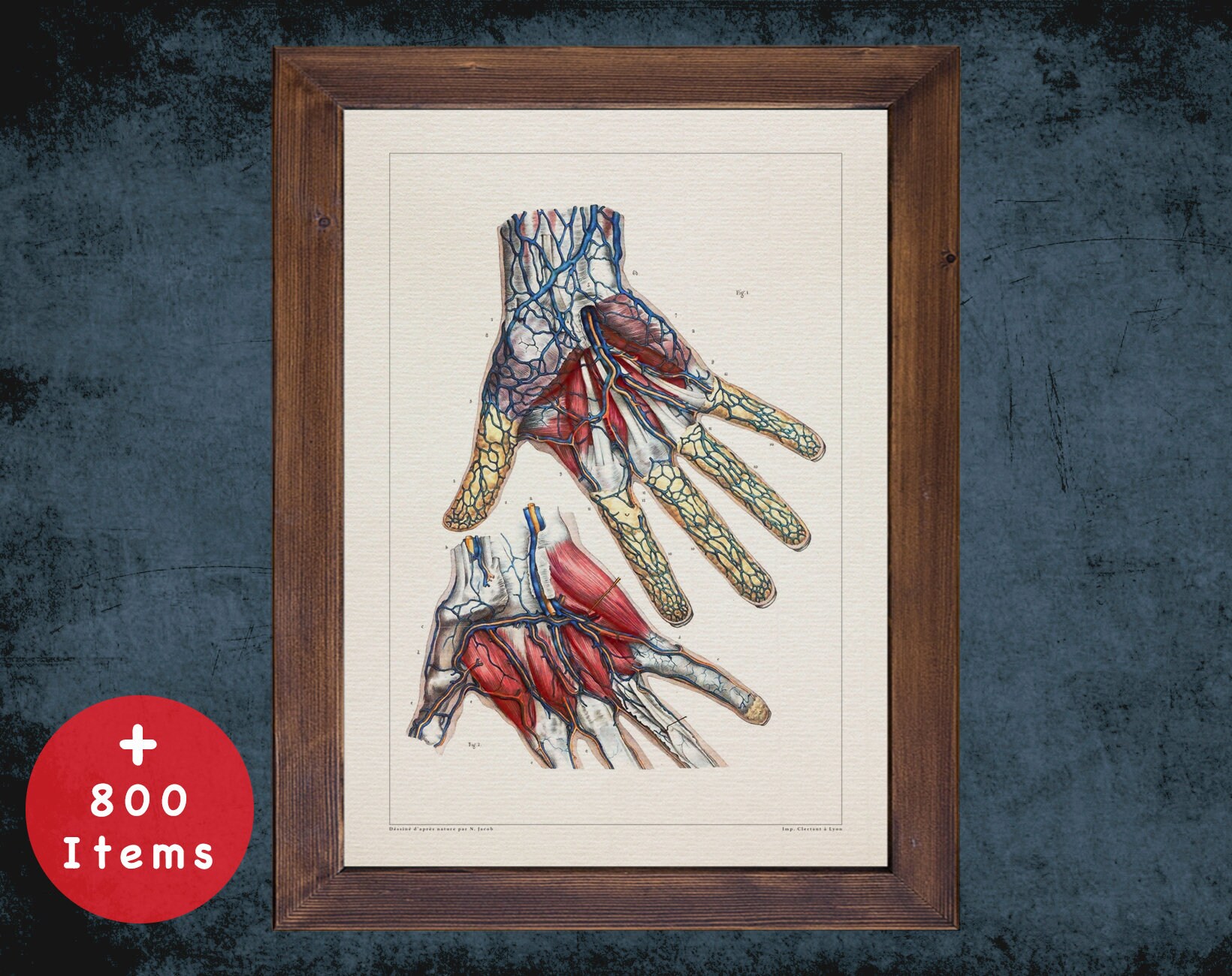 HAND MUSCLE VEIN Anatomy Art Print for Medical Student Graduate, Hand ...