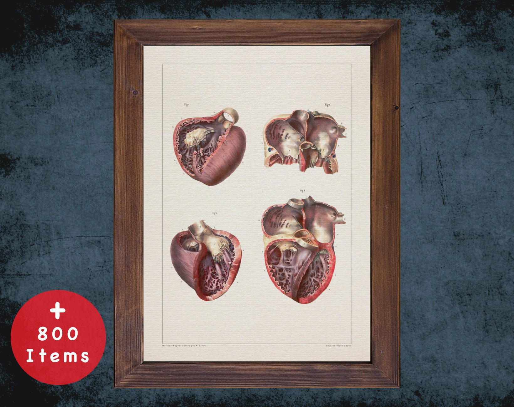 Anatomy print set of 9 posters gift for cardiologist doctor | Etsy