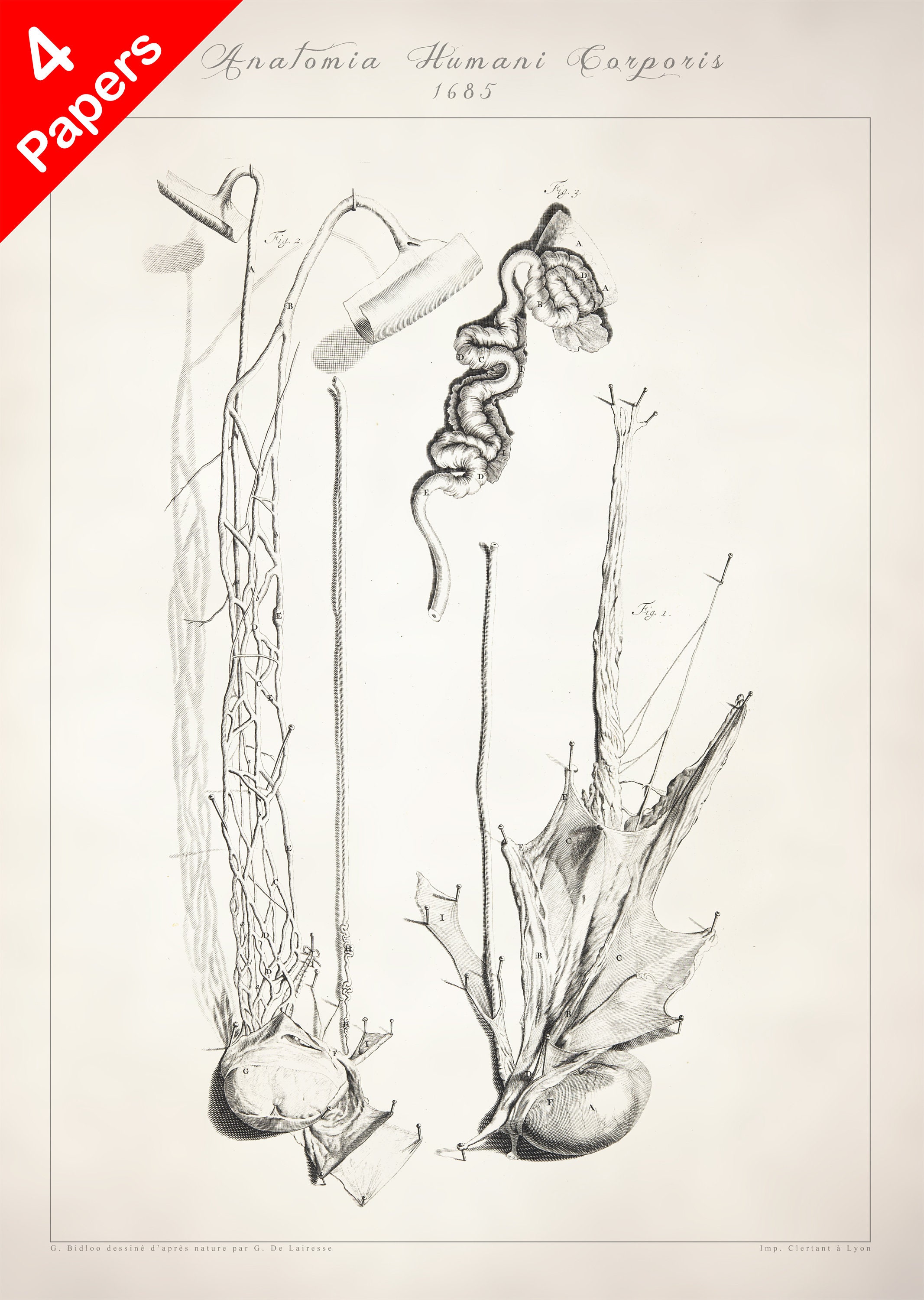 Human Anatomy Art Print TESTICLE SPERMATIC ARTERY Anatomical Antique ...