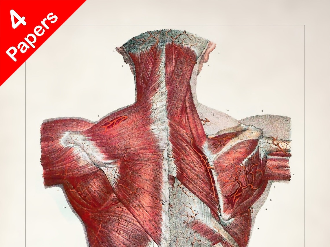 BASSIN MUSCLE TENDON anatomie Art Print pour étudiant en médecine ...