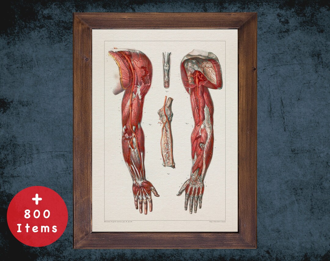 ARM SHOULDER MUSCLE Anatomy Art Print for Medical Student Graduate ...