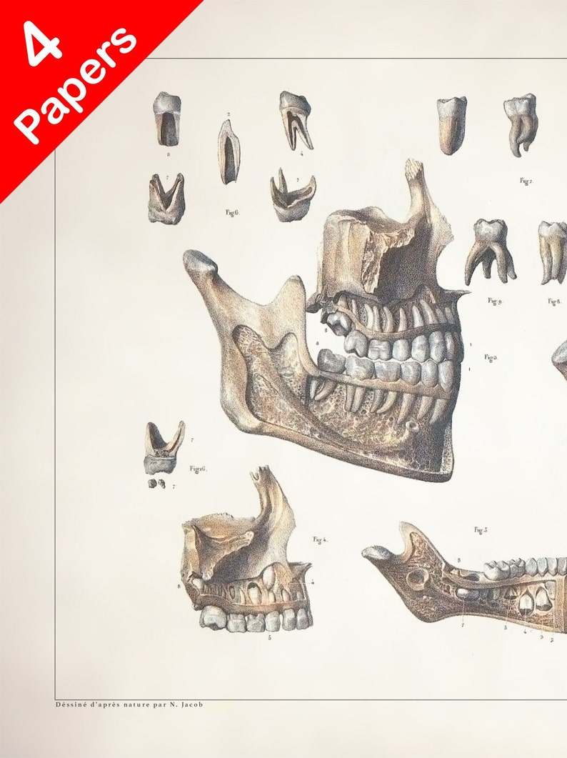 TEETH JAW Bones ROOT Anatomy Art Print for Medical Student Graduate ...