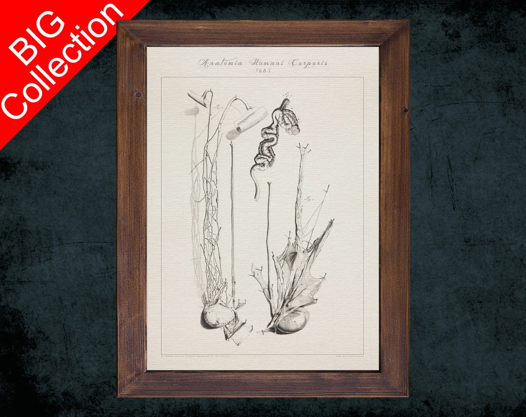 Human Anatomy Art Print TESTICLE SPERMATIC ARTERY Anatomical Antique ...