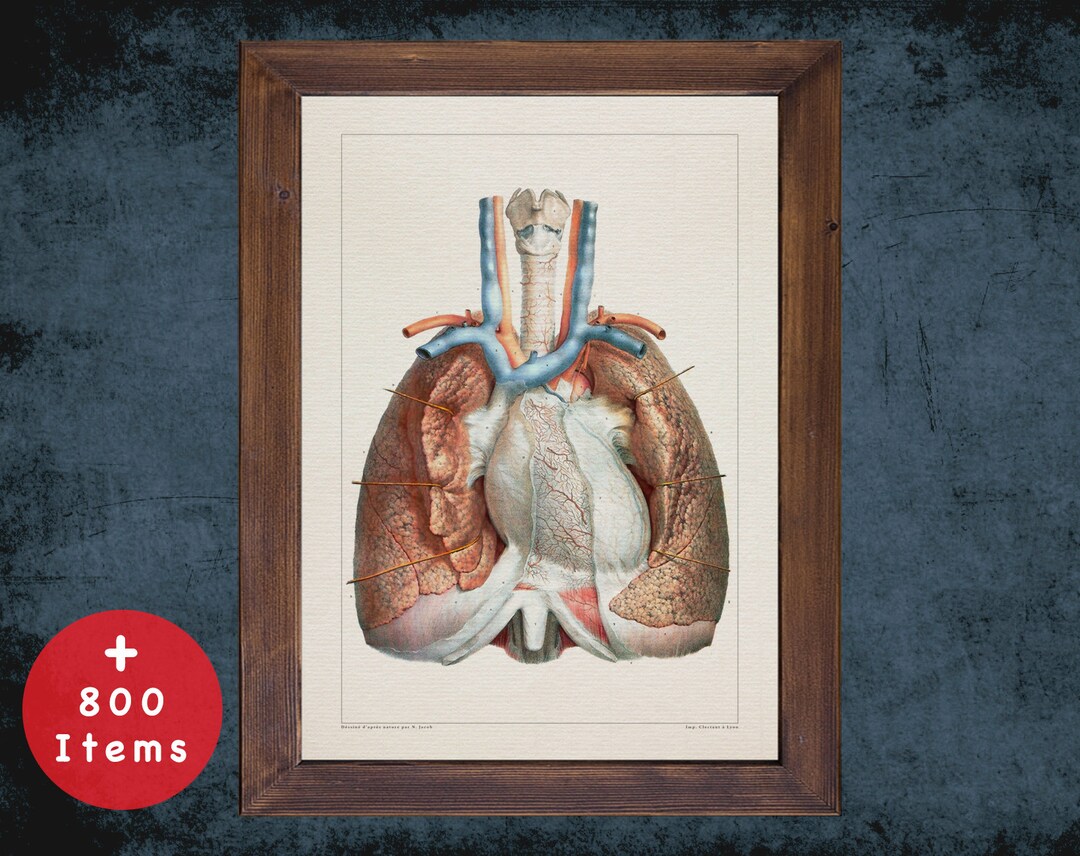 Vintage Anatomy Art Print: Trachea, Lung & Aorta - Medical Decor - Etsy