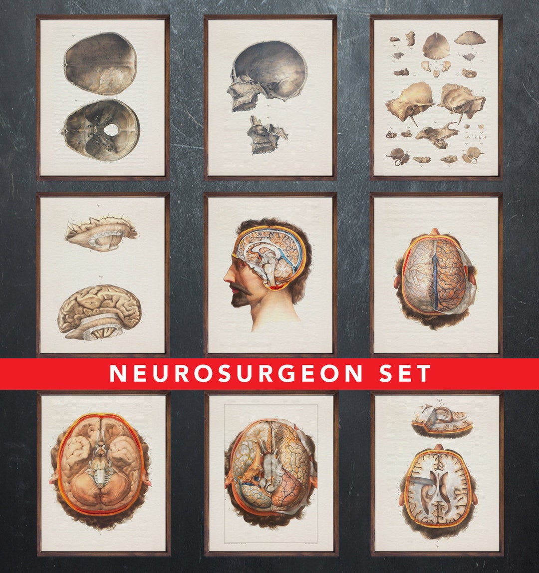Anatomy Print, Set of 9 Posters, Gift for Neurosurgeon Doctor ...