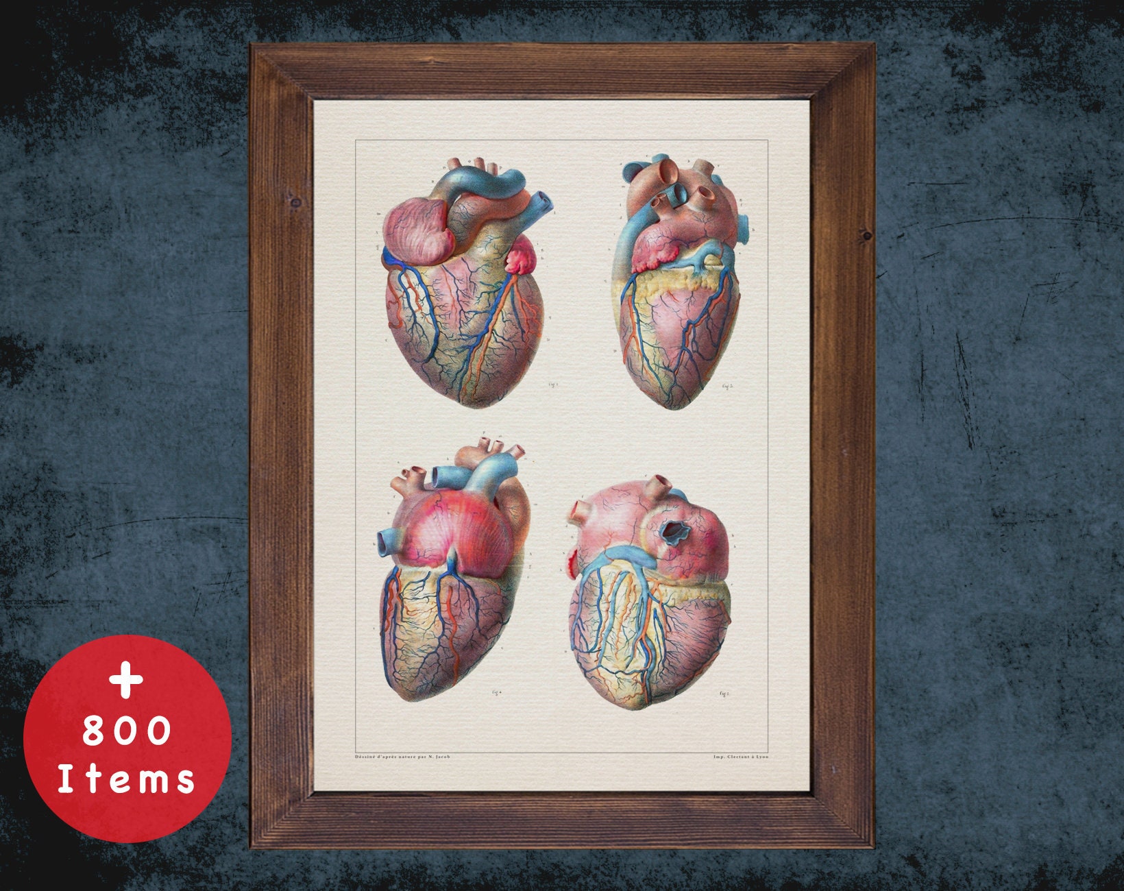 Anatomy Print, Set of 9 Posters, Gift for Cardiologist Doctor ...