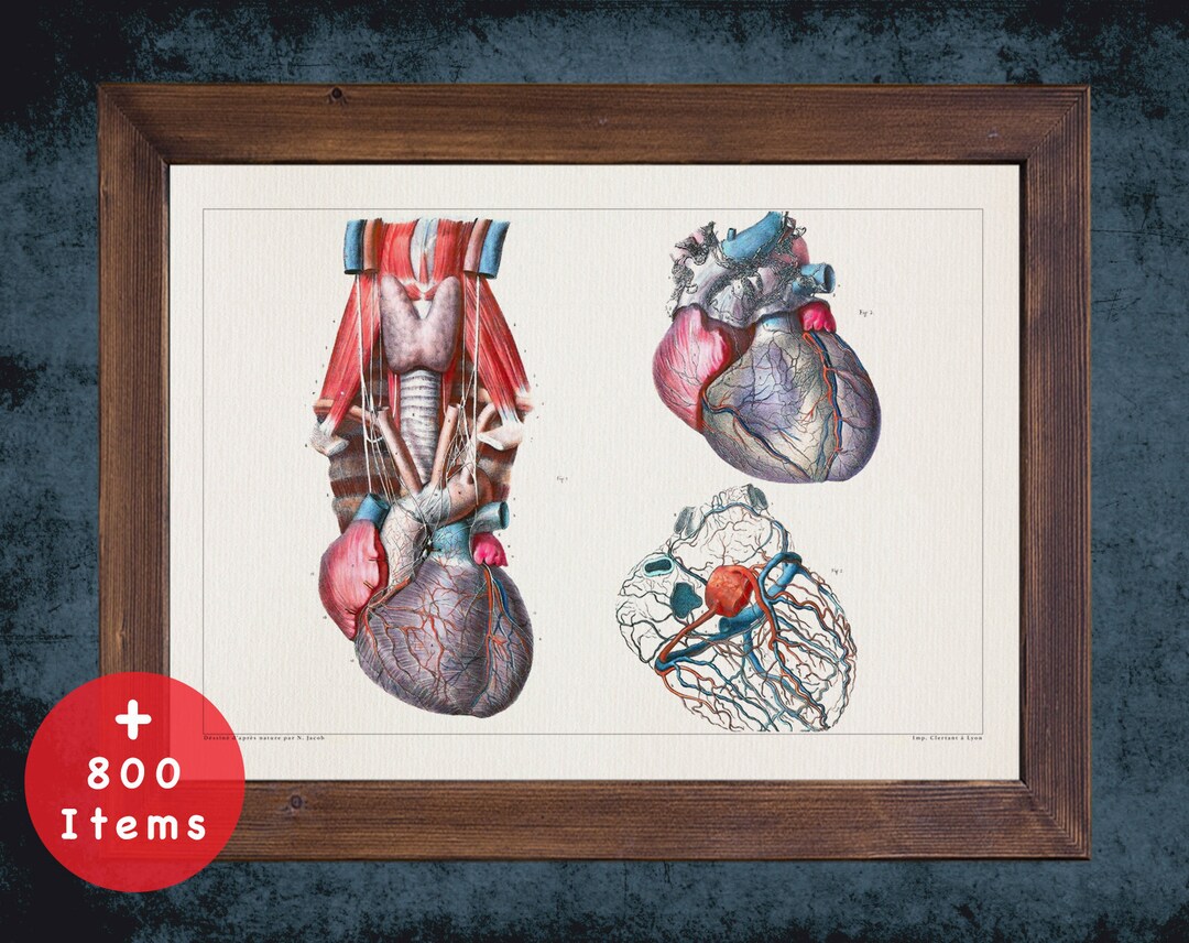 Artery Ventricle Heart Anatomy Art Print for Medical Student Graduate ...