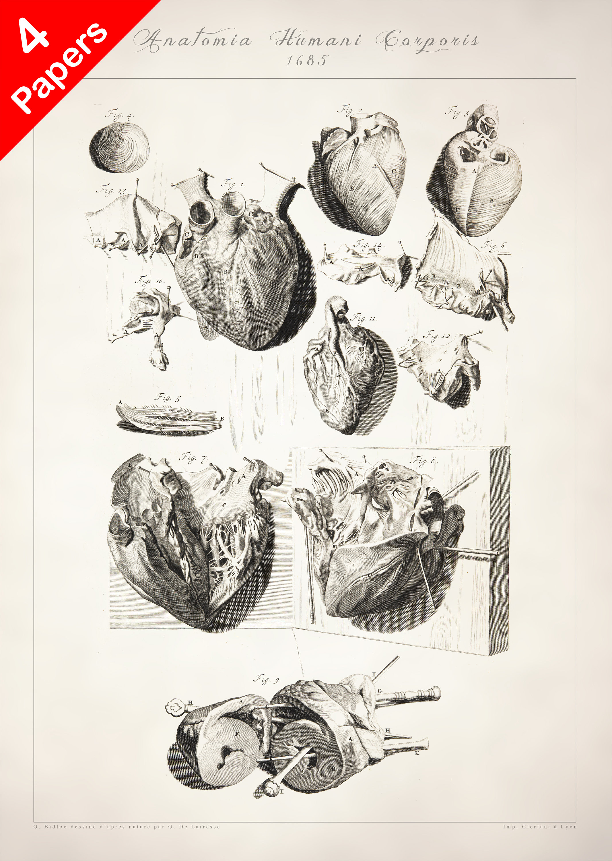 Human Anatomy Art Print HEART ATRIUM VENTRICLE Anatomical Antique ...