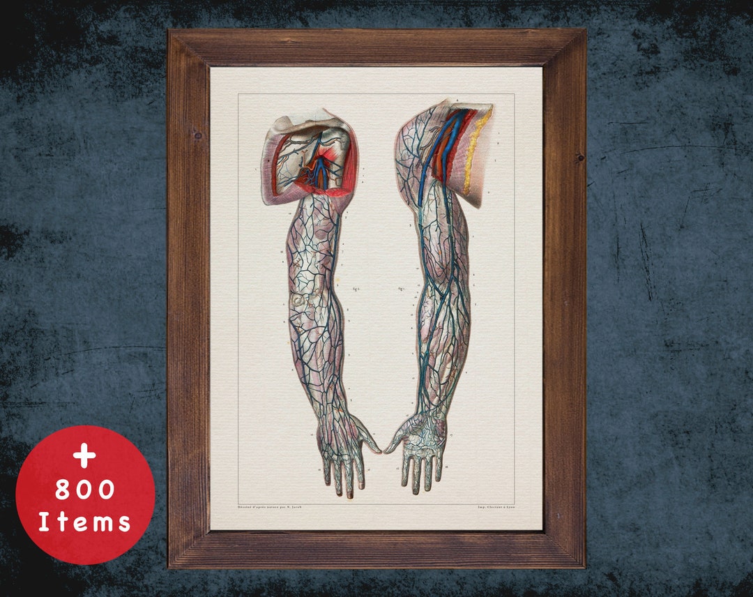 SUPERFICIAL VEIN ARM Anatomy Art Print for Medical Student Graduate ...