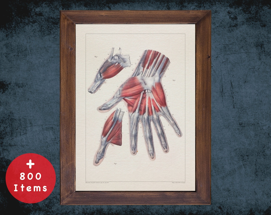 Vintage Hand Muscle Anatomy Art Print: Medical Decor - Etsy