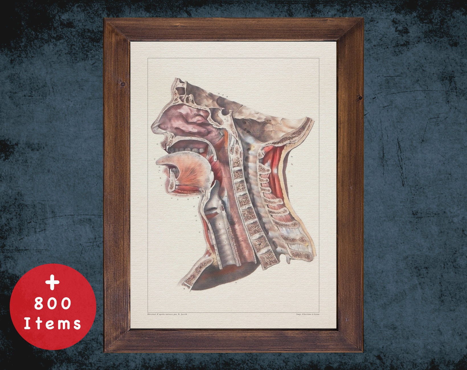 LARYNX SPINE TRACHEA Anatomy Art Print for Medical Student Graduate ...