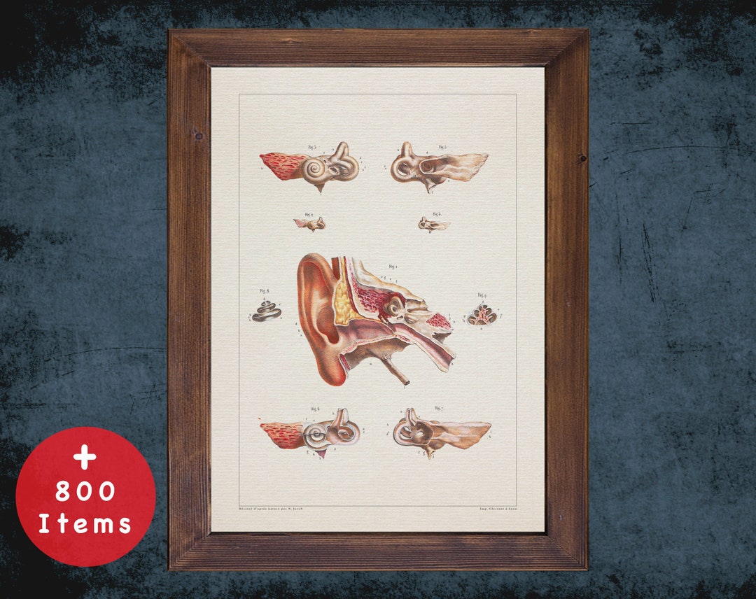 Vintage Ear Anatomy Art Print: Otolaryngology Decor - Etsy