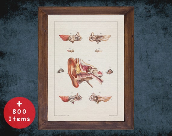 COCHLEA AUDITIVE CANAL Anatomy Art Print for Medical Student | Etsy