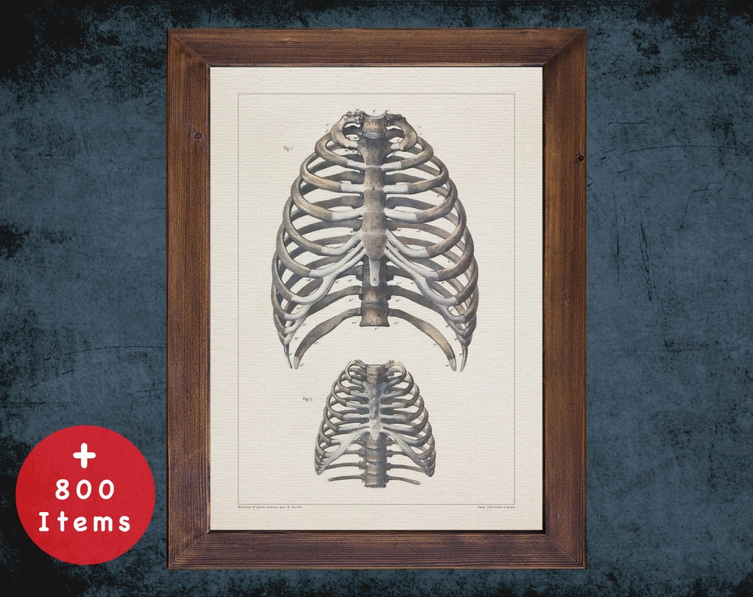 Rib Cage Anatomy Art Print: Vintage Medical Decor - Etsy