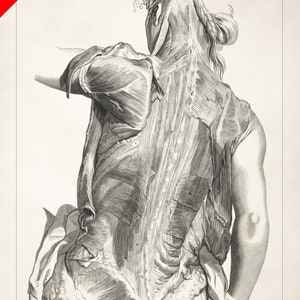 Human Anatomy Art Print GLUTEALS TRAPEZIUS DELTOID Anatomical Antique ...