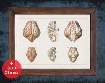 ELEPHANT BRAIN CORTEX Anatomy Art Print for Medical Student | Etsy
