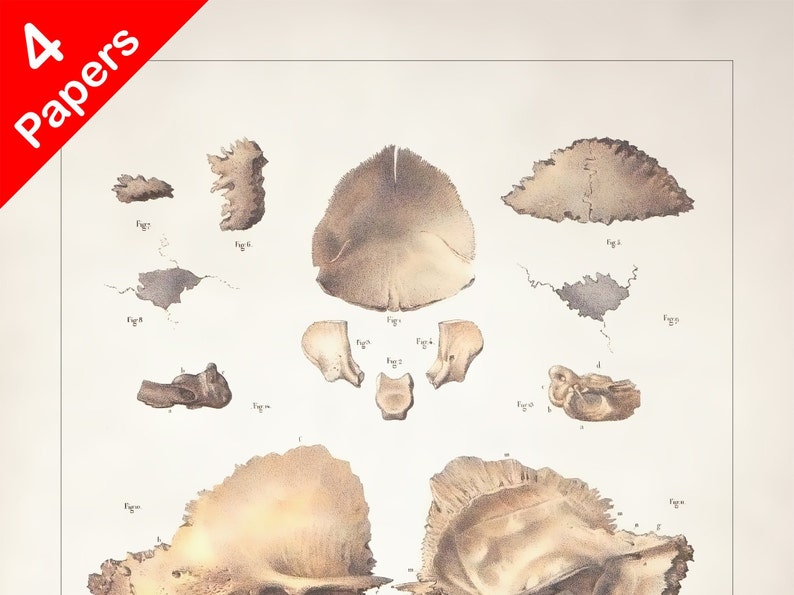 SKULL SPHENOID BONE Anatomy Art Print for Medical Student - Etsy