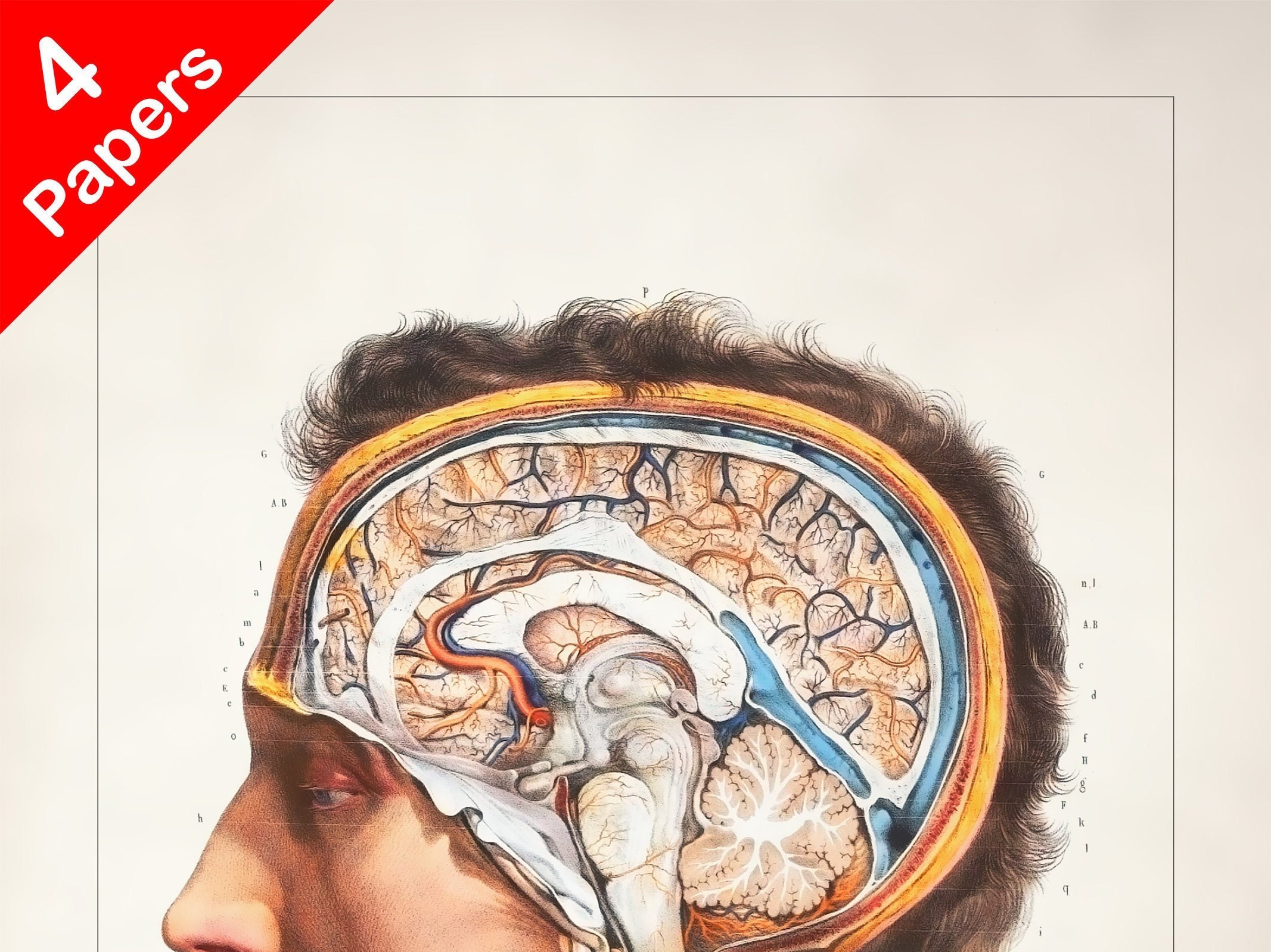 The Good Doctor HEAD BRAIN CEREBELLUM Anatomy Art Print for Medical ...