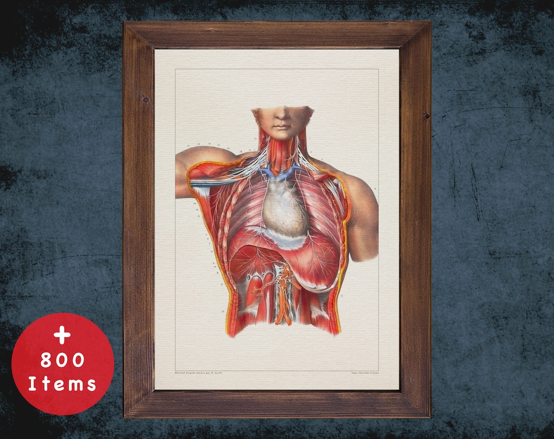 Vintage Anatomy Art Print: Diaphragm & Nervous System Illustration - Etsy