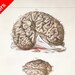 ELEPHANT BRAIN CORTEX Anatomy Art Print for Medical Student Graduate ...