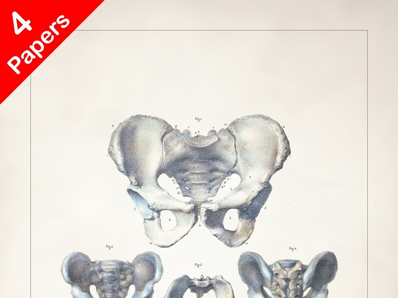 PELVIS SACRUM TAILBONE Anatomy Art Print for Medical Student Graduate ...