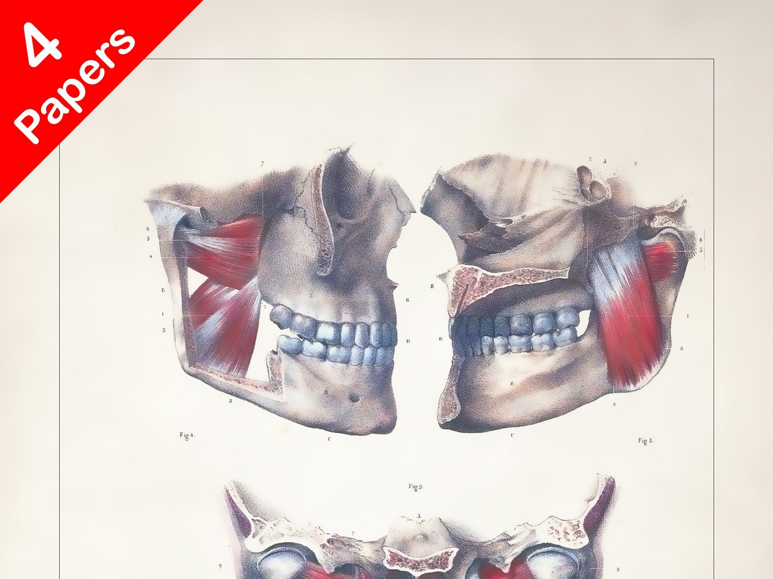 DENTS bouche MUSCLE anatomie Art Print pour étudiant en médecine ...