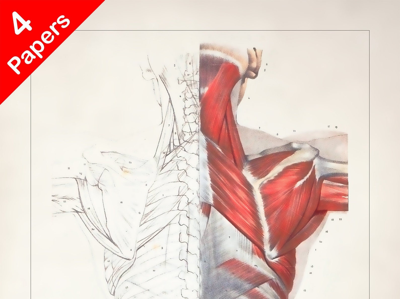 SPINAL MUSCLE BONES Anatomy Art Print for Medical Student Graduate ...