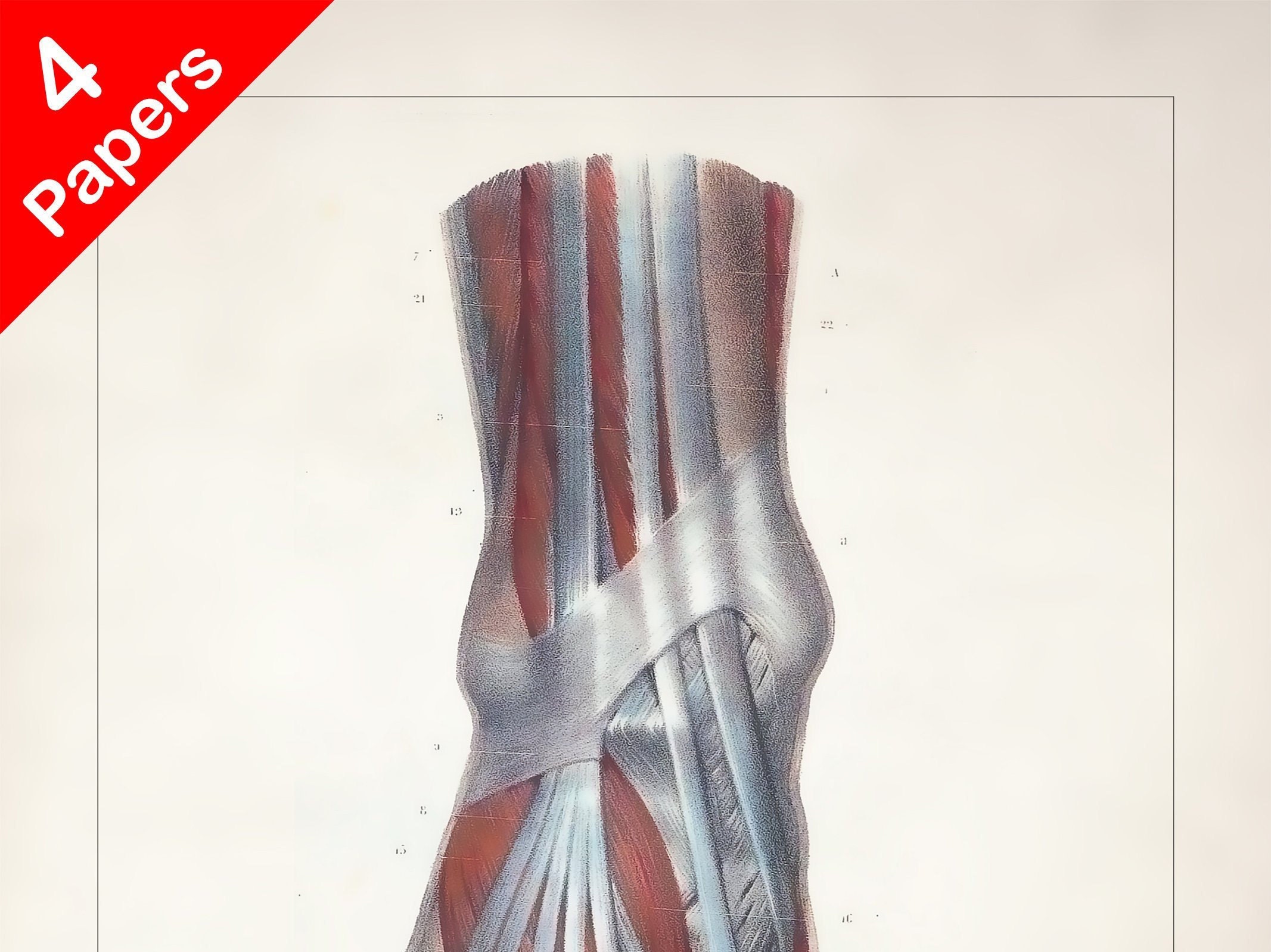 FOOT TENDON MUSCLE Anatomy Art Print for Medical Student - Etsy
