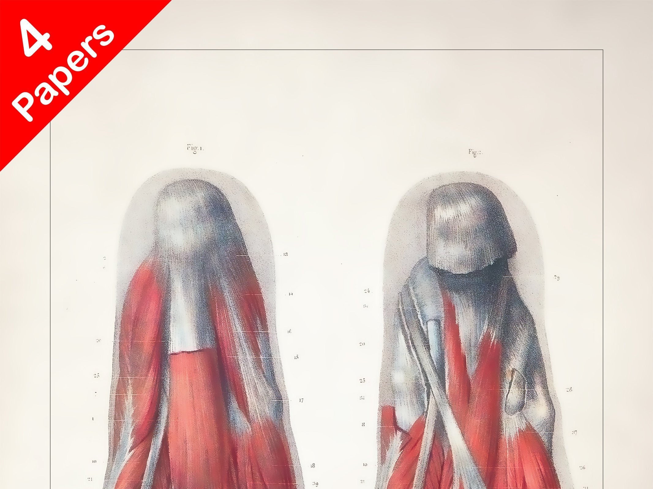 FEET TENDON MUSCLE Anatomy Art Print for Medical Student - Etsy