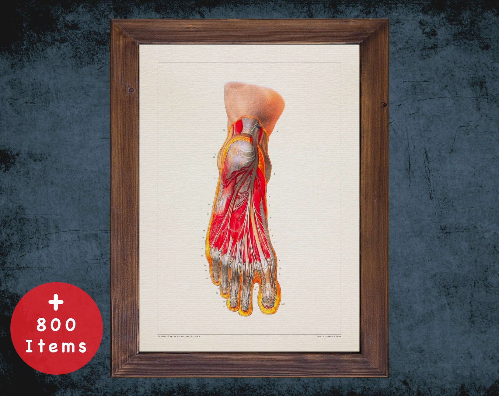 Anatomy Print, Set of 9 Posters, Gift for Podiatrist Doctor, Podiatry ...